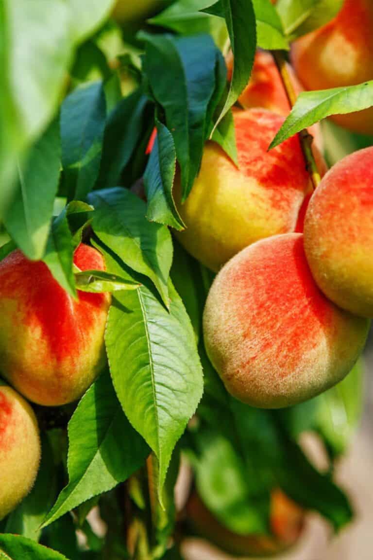 10 Fastest Growing Peach Trees That Bear Fruit Quickly (1st Year)