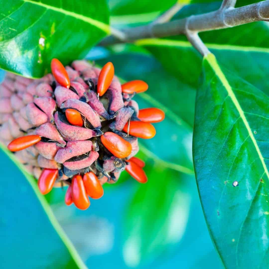 Guess The Tree - How Many Clues Will It Take You?