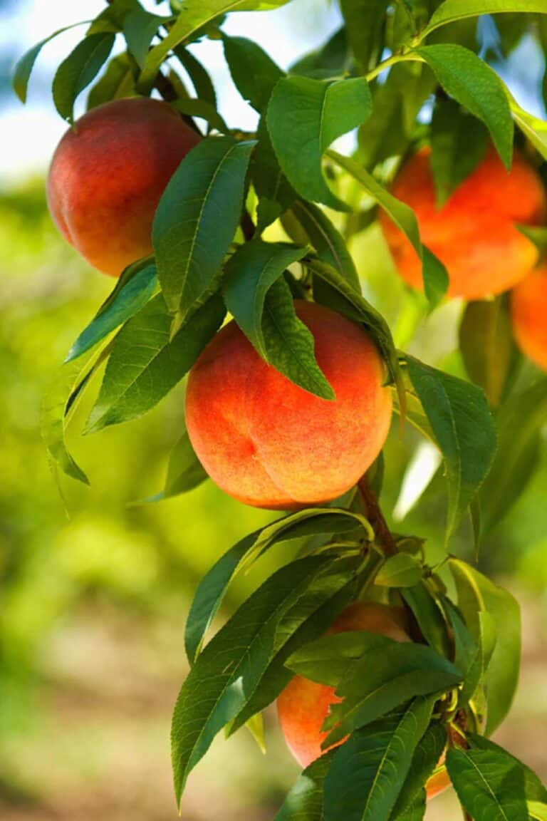 10 Fastest Growing Peach Trees That Bear Fruit Quickly (1st Year)