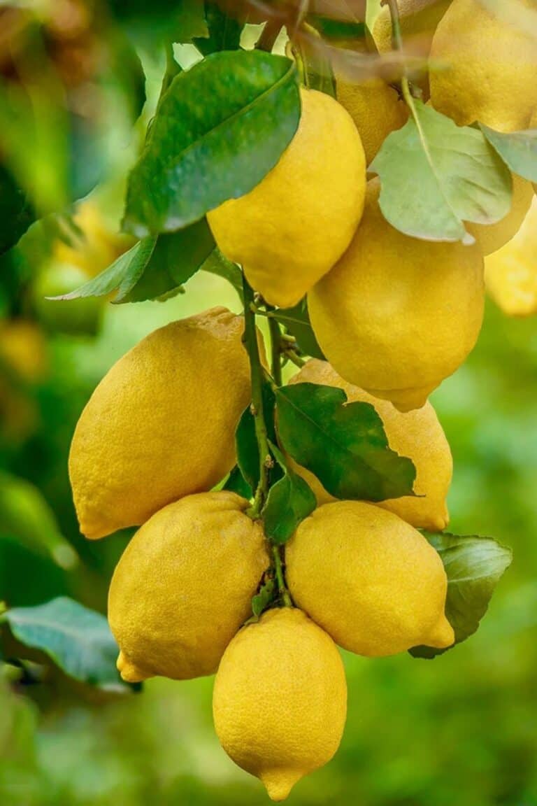 4 Fastest Growing Lemon Trees That Bear Fruit Quickly (1st Year)