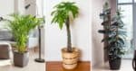 9 Best Easy-Care Indoor Trees for Low Light to Beautify Your Home