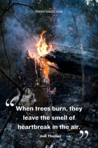 30 Powerful Tree Quotes to Inspire, Move & Motivate