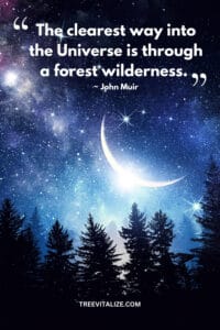 30 Powerful Tree Quotes to Inspire, Move & Motivate