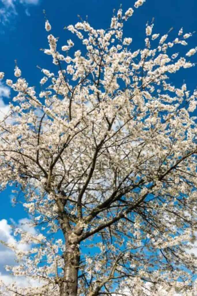 9 Fastest Growing Cherry Trees That Bear Fruit Quickly (1st Year)