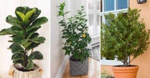 9 Stunning Large Indoor Trees to Enhance Your Home's Ambiance