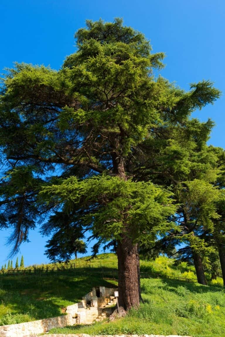 22 Most Fragrant Trees to Make Your Garden a Scented Paradise