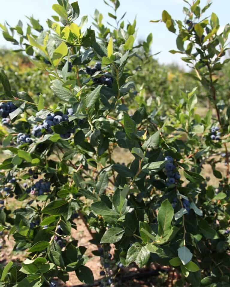 11 Standout Blueberry Bushes For Fruit In Less Time (1st Year)