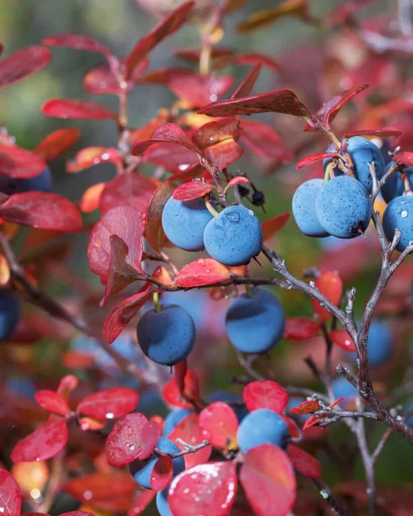 11 Standout Blueberry Bushes For Fruit In Less Time (1st Year)