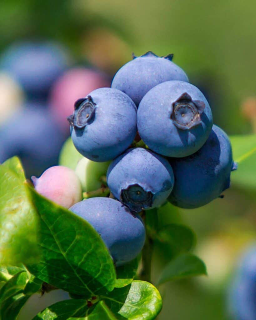 11 Standout Blueberry Bushes For Fruit In Less Time (1st Year)