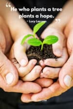 30 Powerful Tree Quotes to Inspire, Move & Motivate