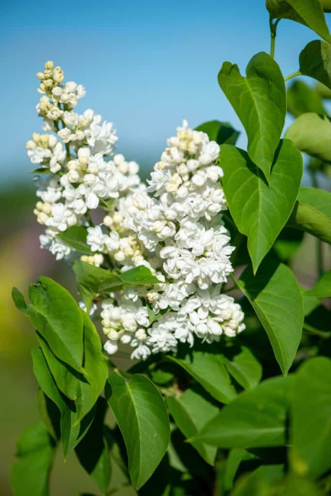 10 Most Popular Spring Flowering Trees (Chosen by You!)