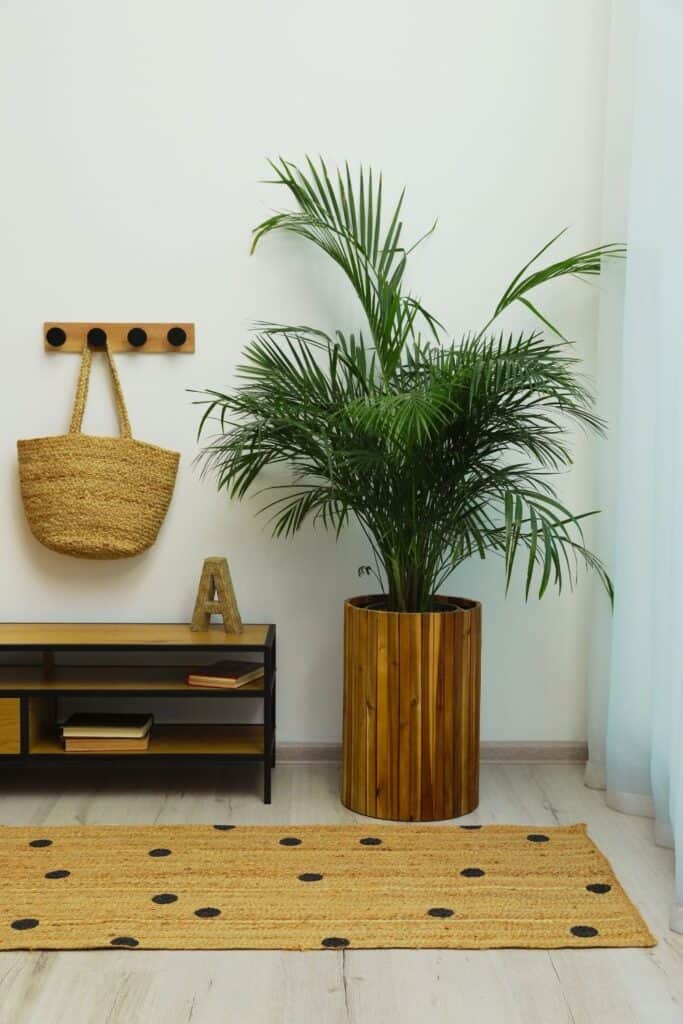 9 Best Easy-Care Indoor Trees for Low Light to Beautify Your Home