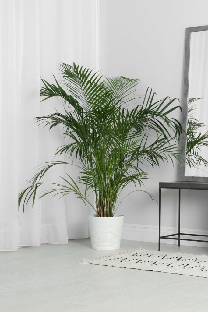 9 Best Easy-Care Indoor Trees for Low Light to Beautify Your Home