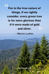 30 Powerful Tree Quotes to Inspire, Move & Motivate
