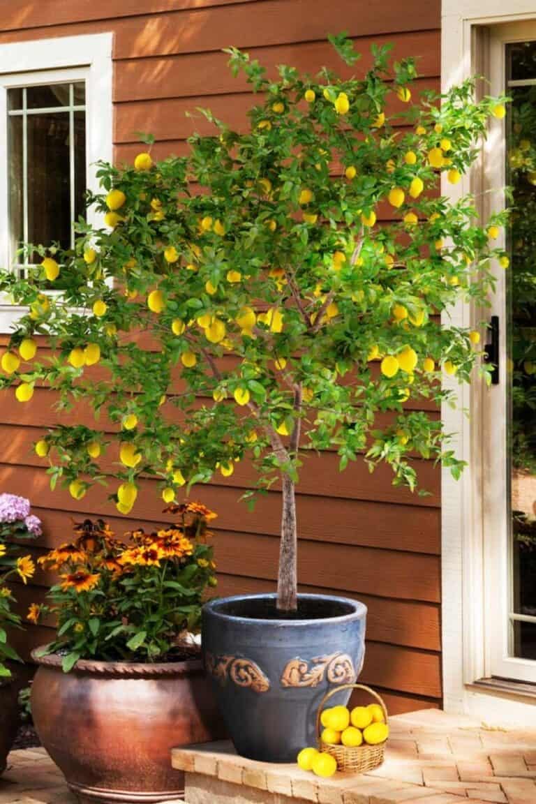 9 Stunning Large Indoor Trees to Enhance Your Home's Ambiance