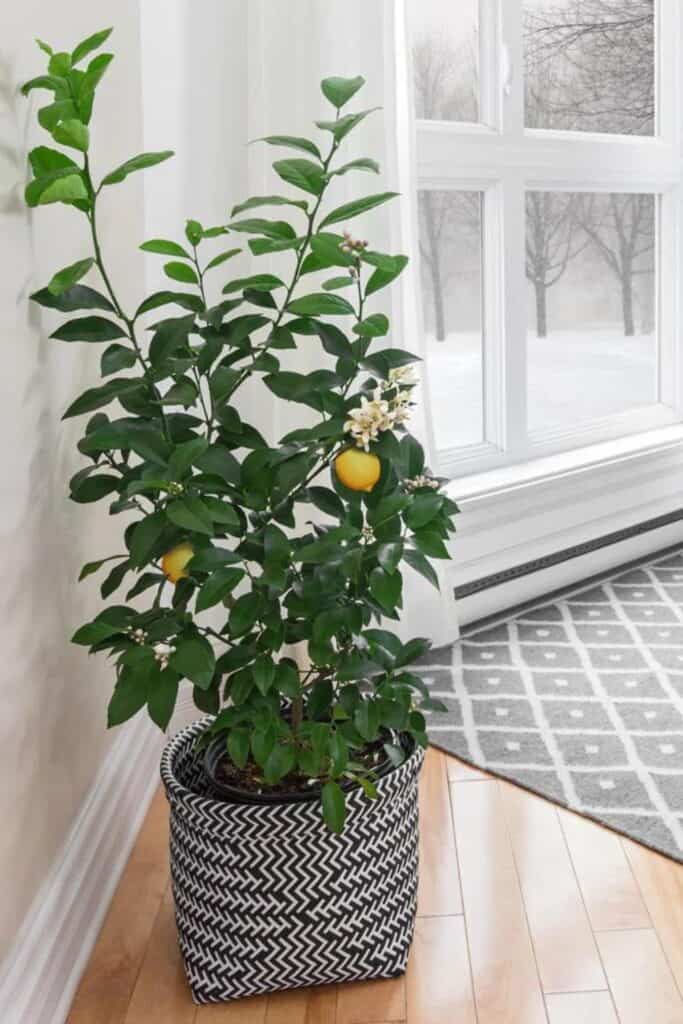 9 Stunning Large Indoor Trees to Enhance Your Home's Ambiance