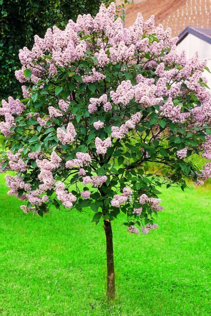 10 Most Popular Spring Flowering Trees (Chosen by You!)