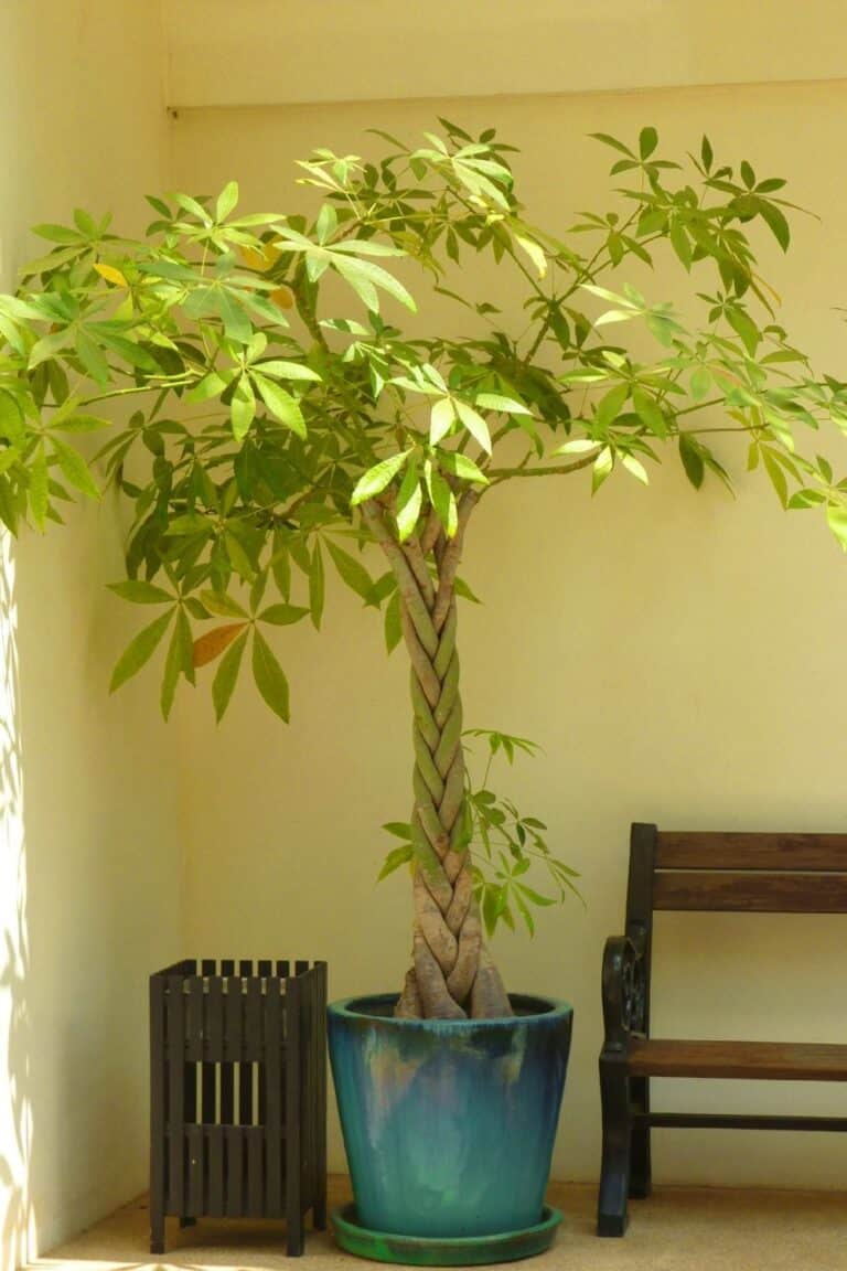 9 Best Easy-Care Indoor Trees for Low Light to Beautify Your Home