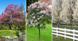 10 Most Popular Spring Flowering Trees (Chosen by You!)