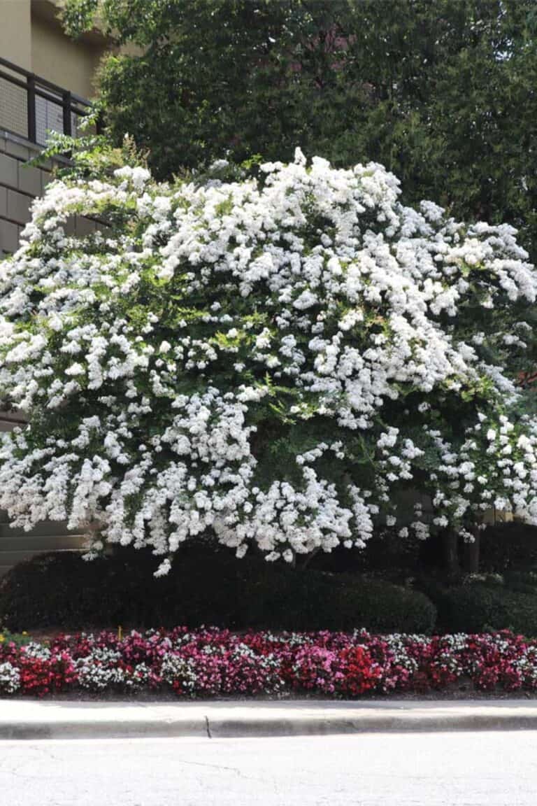 22 Most Fragrant Trees to Make Your Garden a Scented Paradise
