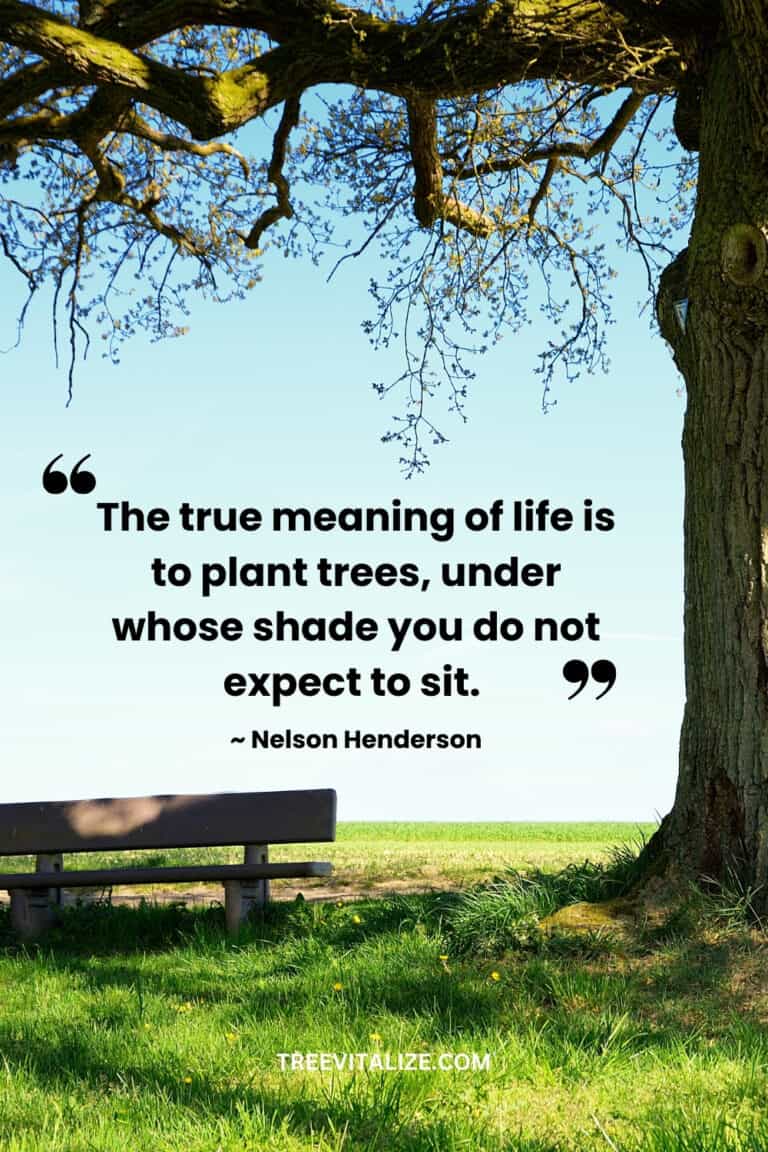 30 Powerful Tree Quotes to Inspire, Move & Motivate
