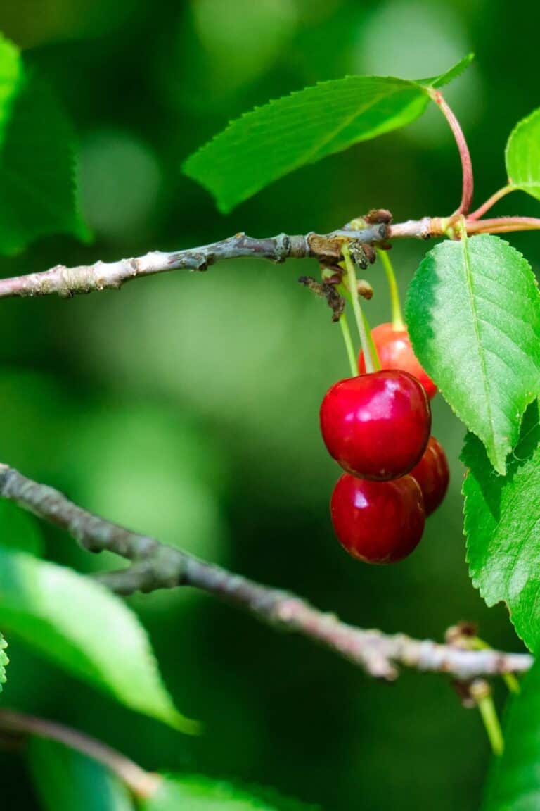 9 Fastest Growing Cherry Trees That Bear Fruit Quickly (1st Year)