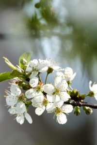 9 Fastest Growing Cherry Trees That Bear Fruit Quickly (1st Year)