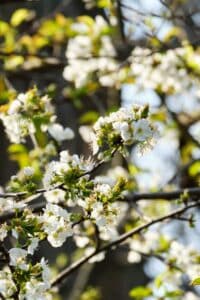 9 Fastest Growing Cherry Trees That Bear Fruit Quickly (1st Year)