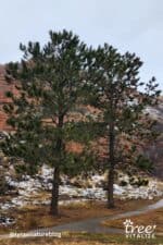 13 Best Drought Tolerant Trees (Sorted By USDA Zones)
