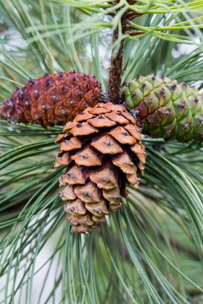 13 Best Drought Tolerant Trees (Sorted By USDA Zones)