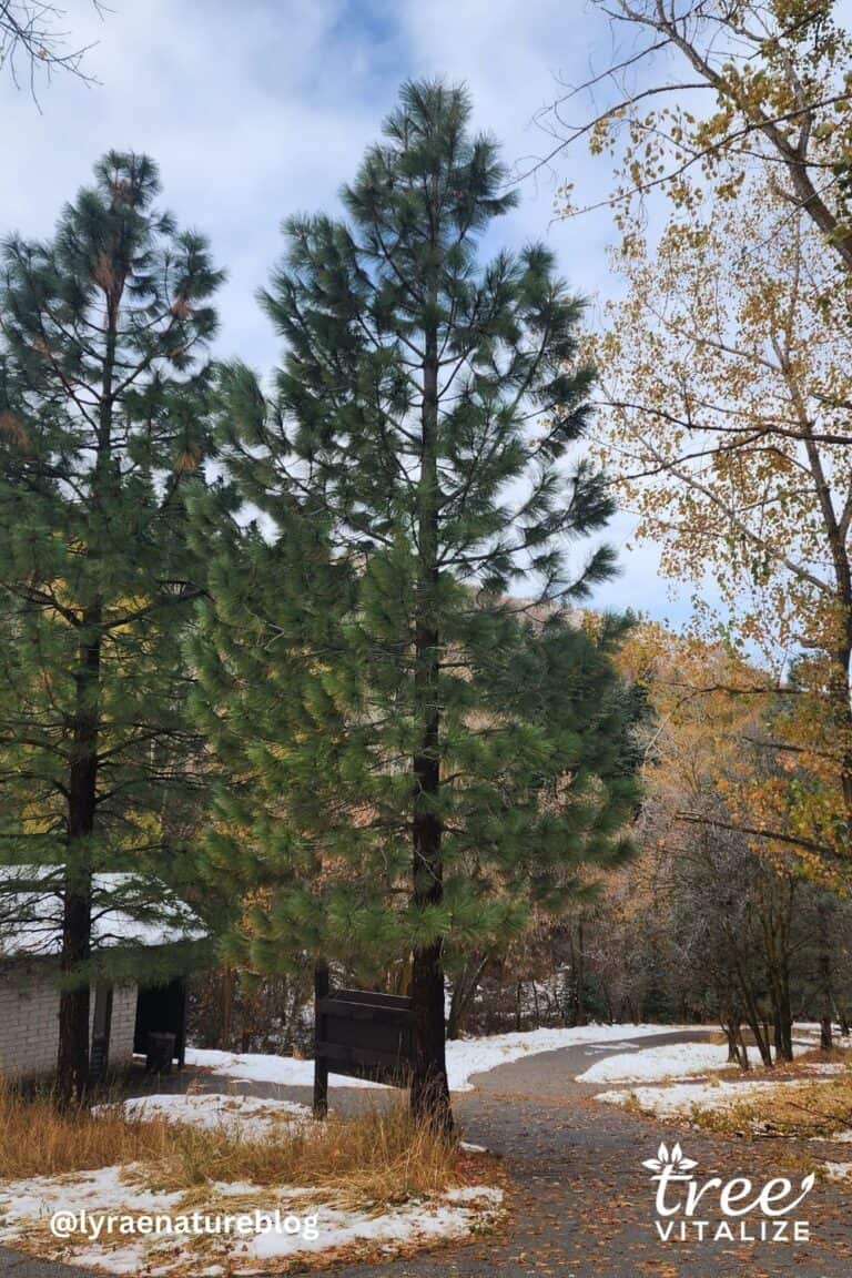 13 Best Drought Tolerant Trees (Sorted By USDA Zones)