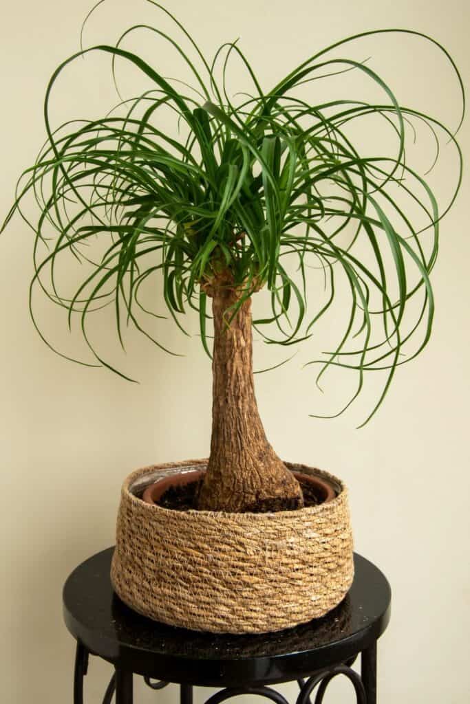 9 Best Easy-Care Indoor Trees for Low Light to Beautify Your Home