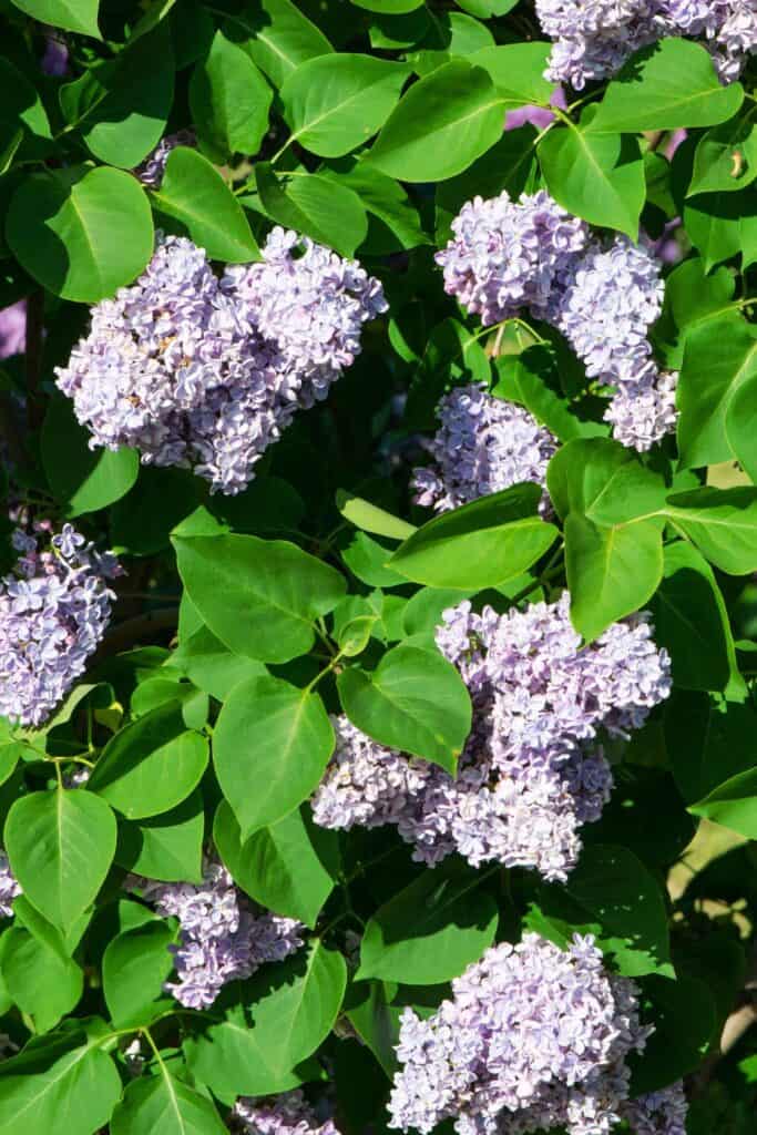 10 Most Popular Spring Flowering Trees (Chosen by You!)