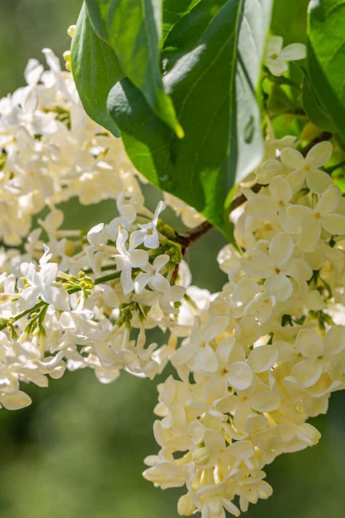 10 Most Popular Spring Flowering Trees (Chosen by You!)