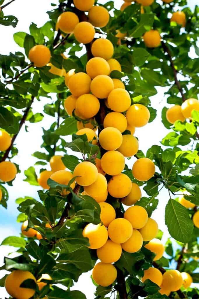 5 Fastest Growing Apricot Trees That Bear Fruit Quickly (1st Year)