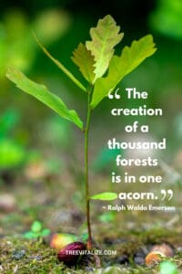 30 Powerful Tree Quotes to Inspire, Move & Motivate