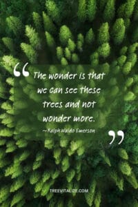 30 Powerful Tree Quotes to Inspire, Move & Motivate