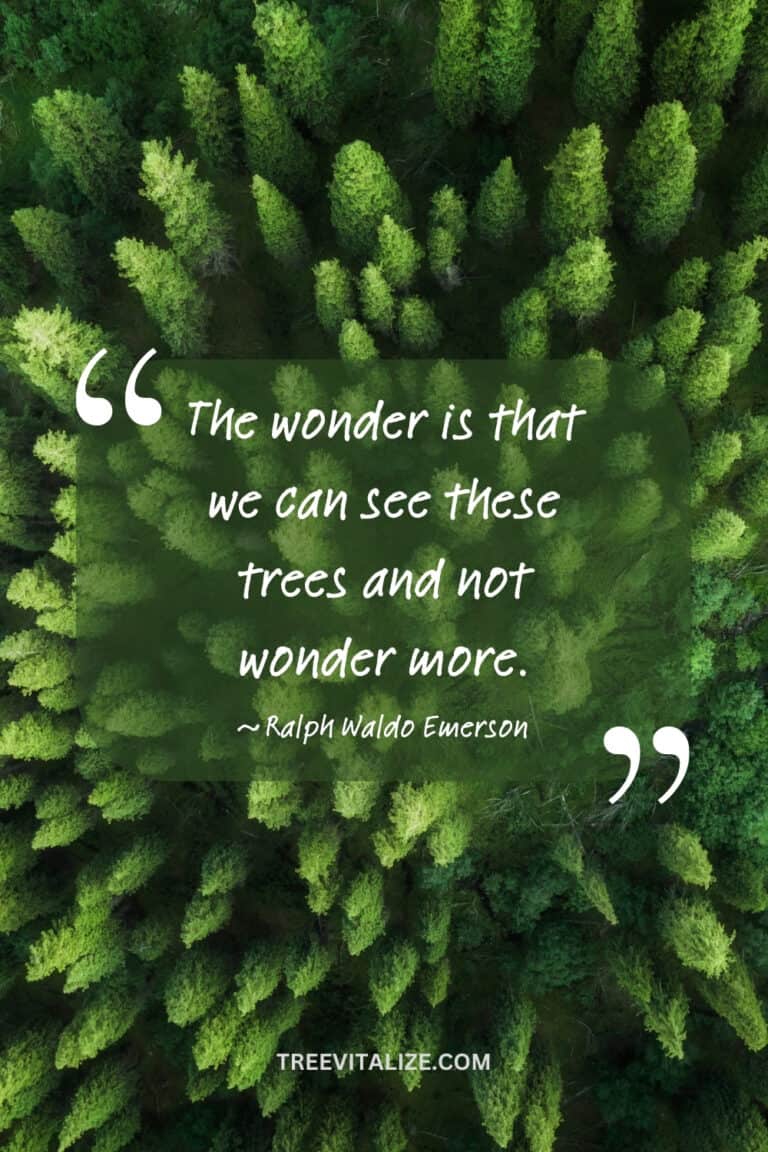 30 Powerful Tree Quotes to Inspire, Move & Motivate