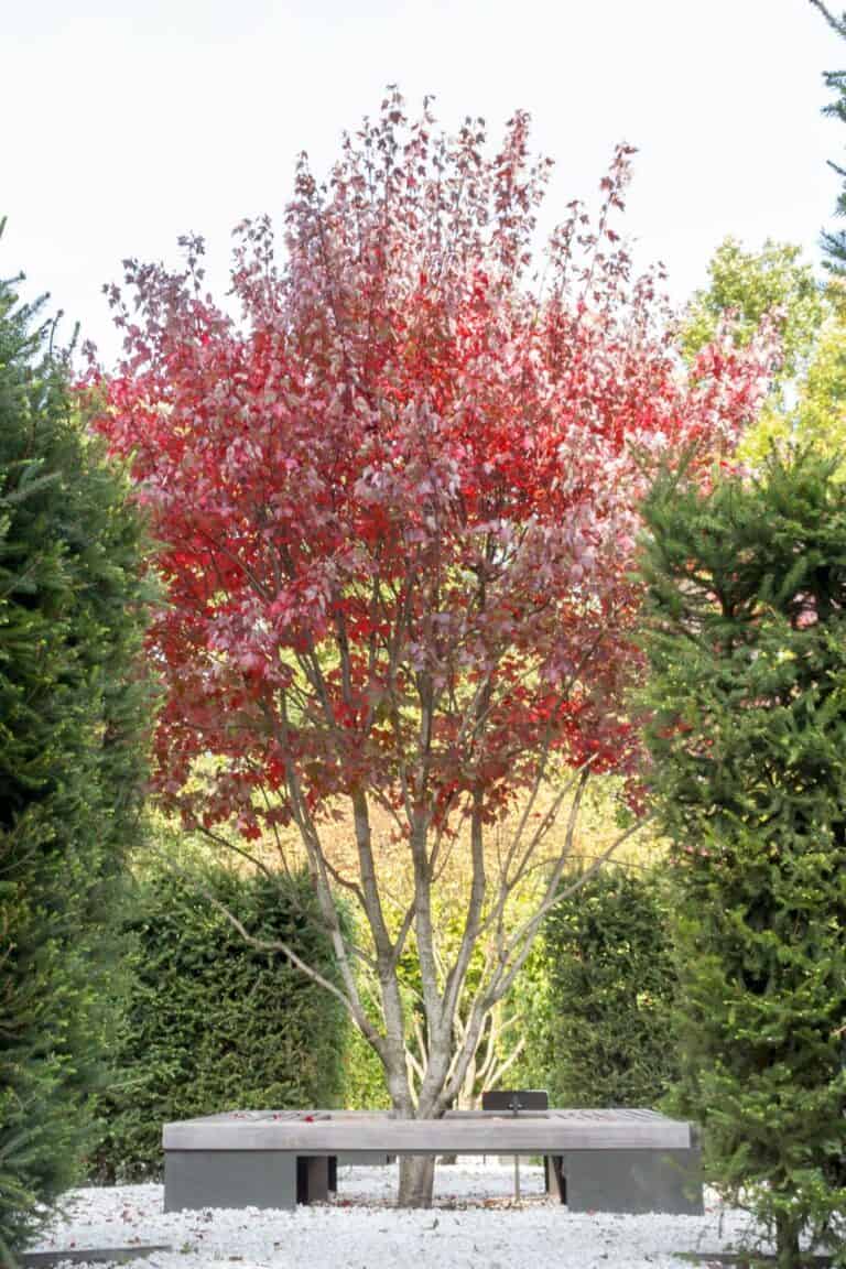 Maximize Curb Appeal - 13 Trees That Boost Property Value