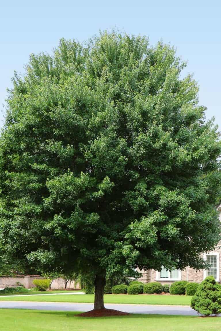 Maximize Curb Appeal - 13 Trees That Boost Property Value