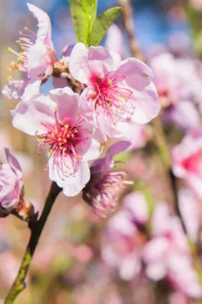 10 Fastest Growing Peach Trees That Bear Fruit Quickly (1st Year)