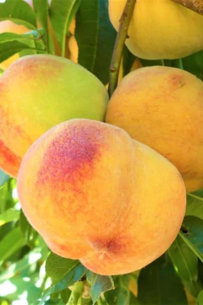 10 Fastest Growing Peach Trees That Bear Fruit Quickly (1st Year)