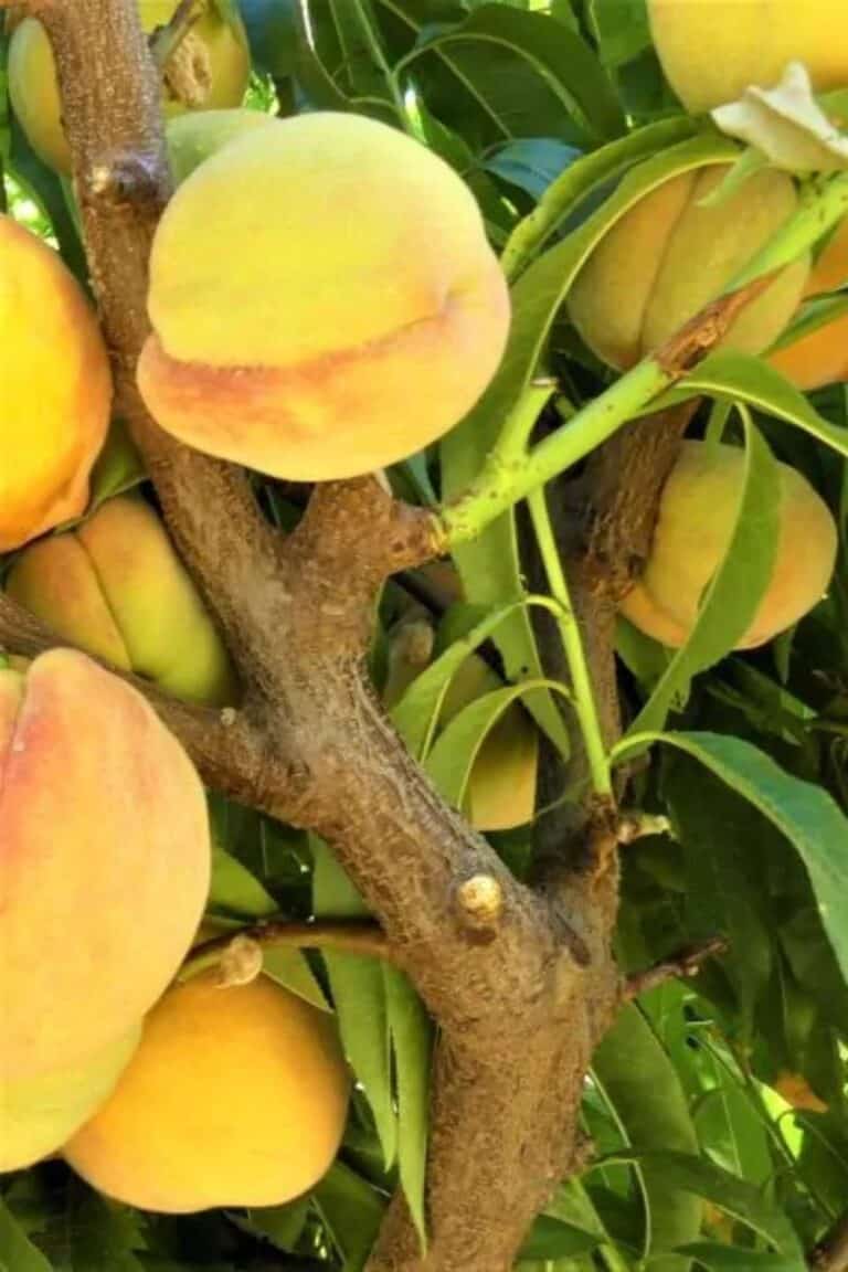 10 Fastest Growing Peach Trees That Bear Fruit Quickly (1st Year)