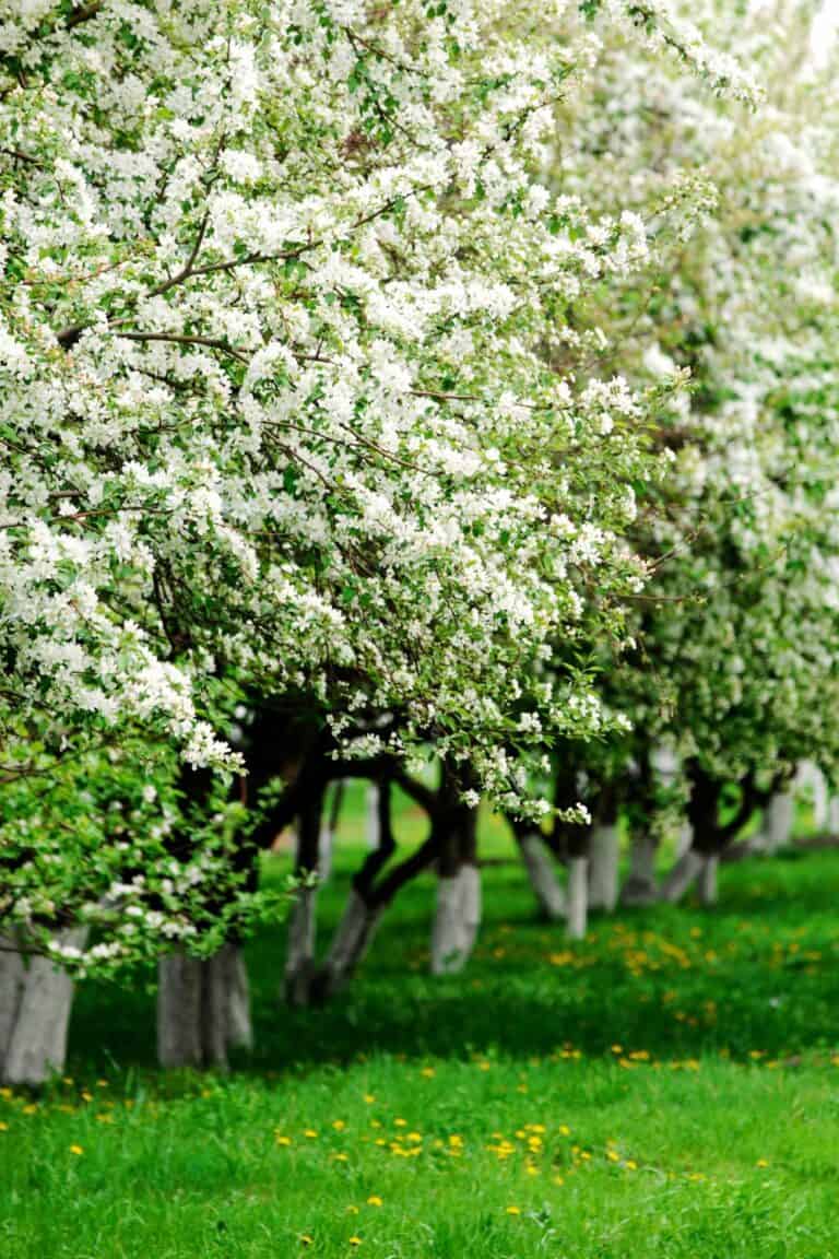 22 Most Fragrant Trees to Make Your Garden a Scented Paradise
