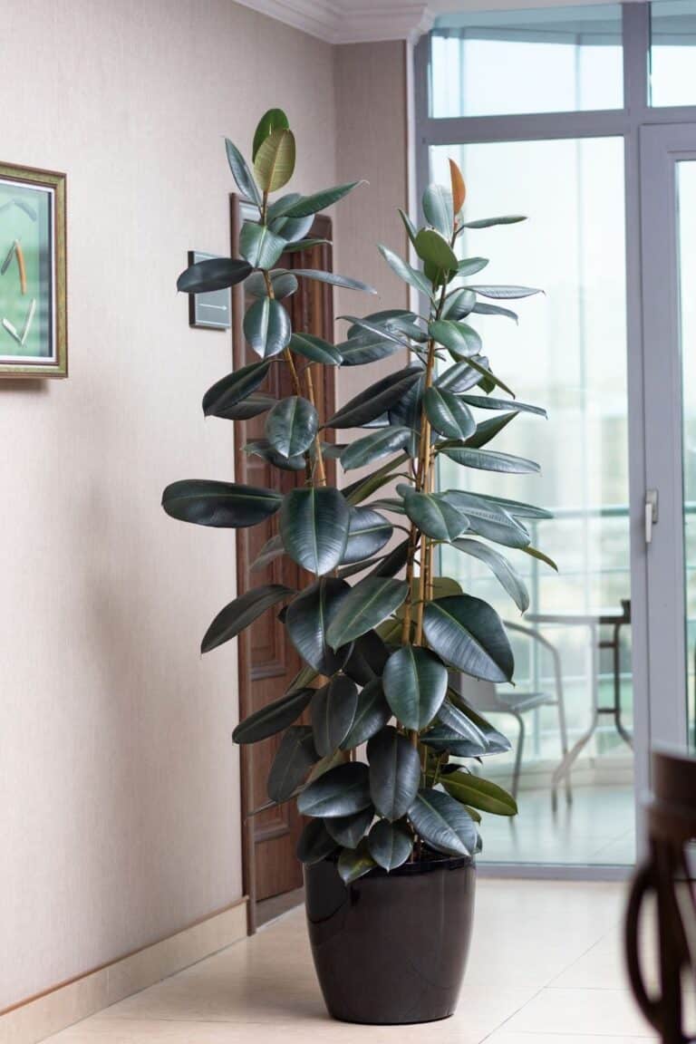 9 Best Easy-Care Indoor Trees for Low Light to Beautify Your Home