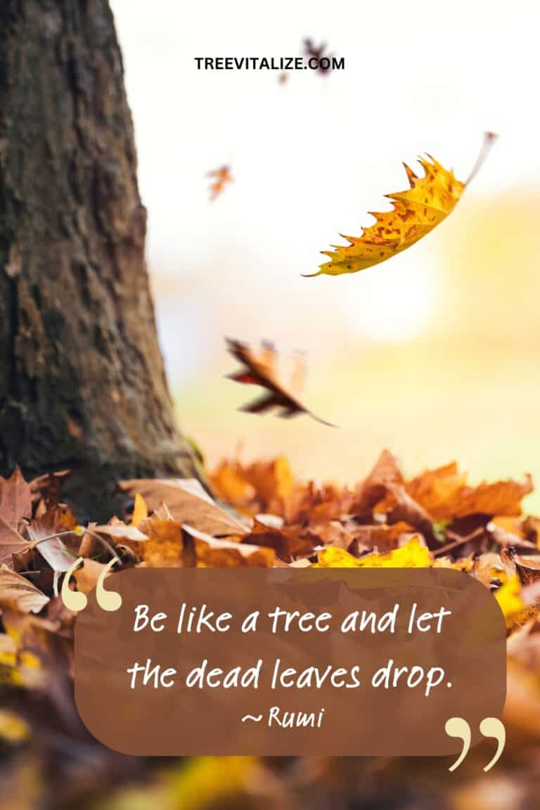 30 Powerful Tree Quotes to Inspire, Move & Motivate