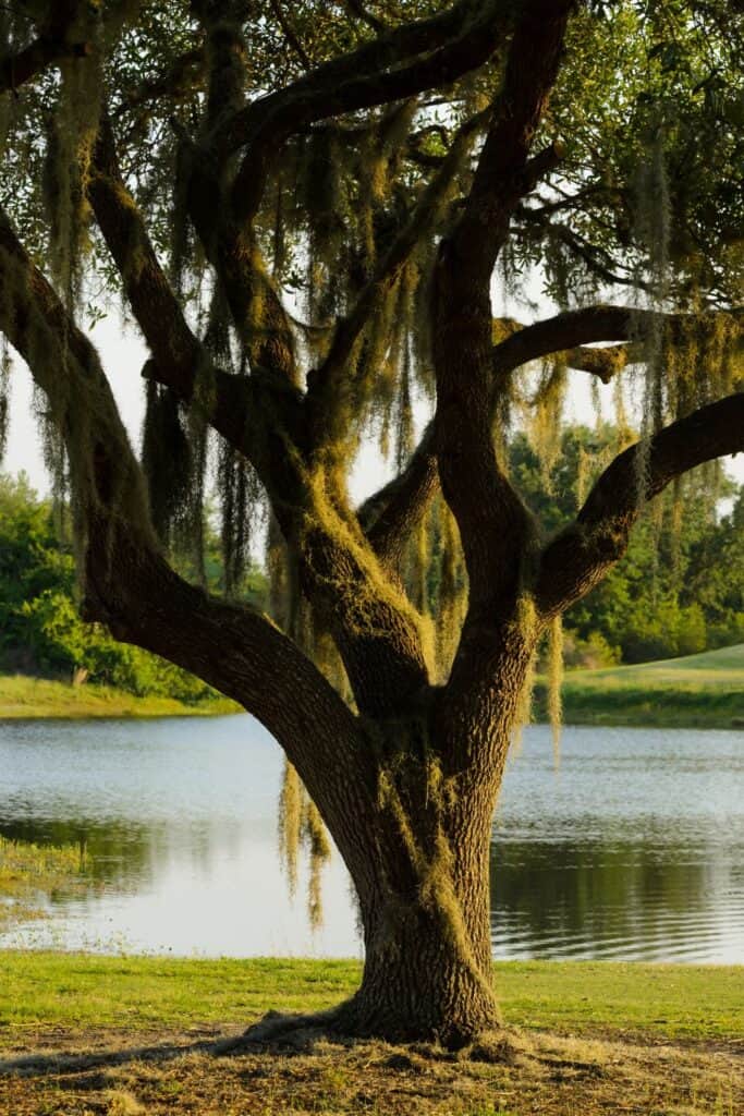 Maximize Curb Appeal - 13 Trees That Boost Property Value