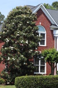 7 Best Evergreen Trees for Privacy & Year-Round Color