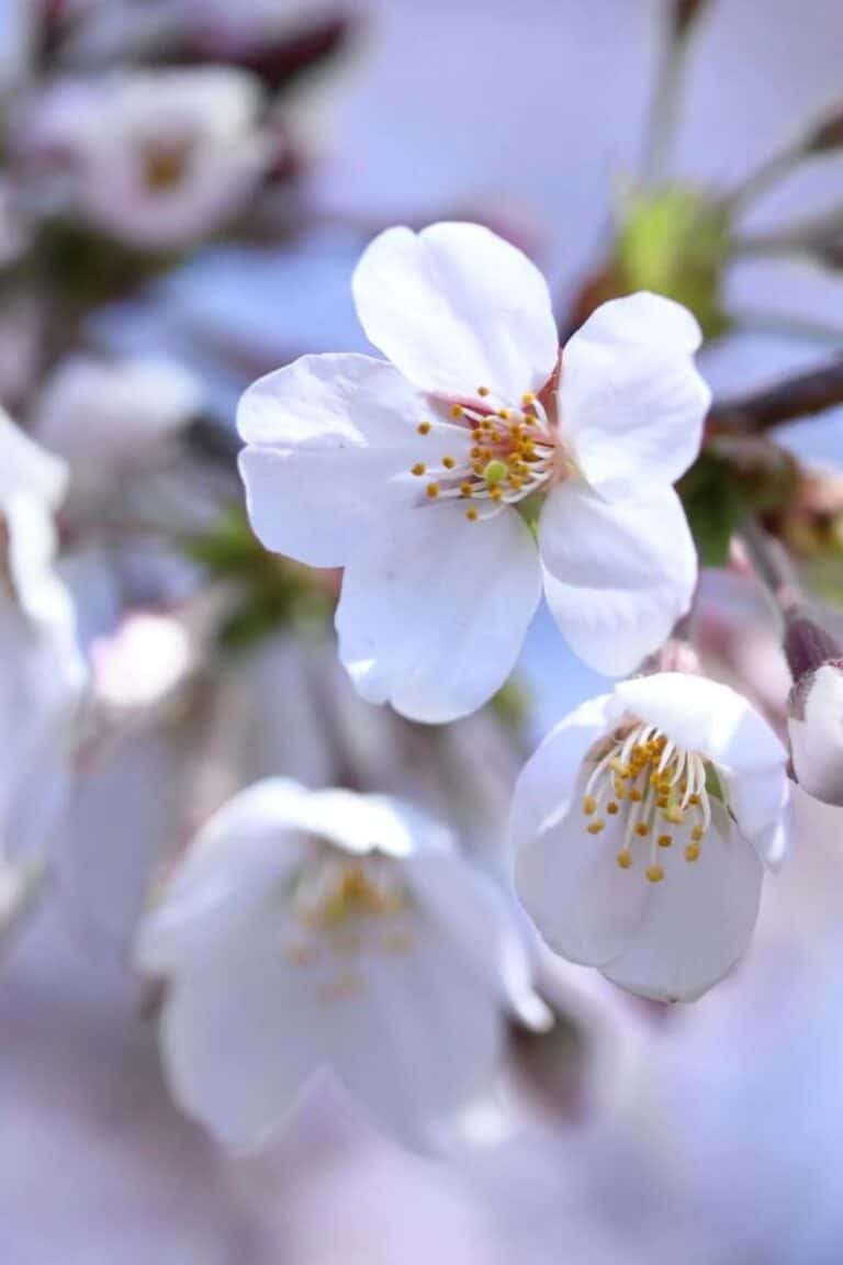 9 Fastest Growing Cherry Trees That Bear Fruit Quickly (1st Year)