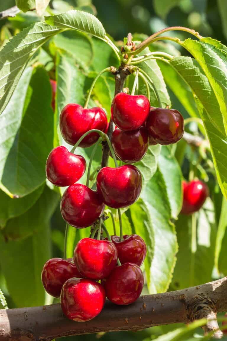 9 Fastest Growing Cherry Trees That Bear Fruit Quickly (1st Year)